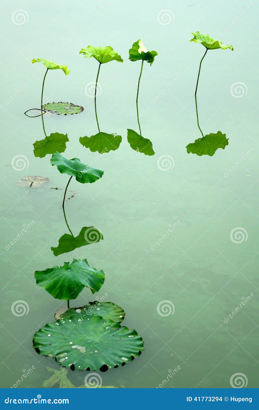 Lotus leaf stock photo. Image of environment, garden - 41773294