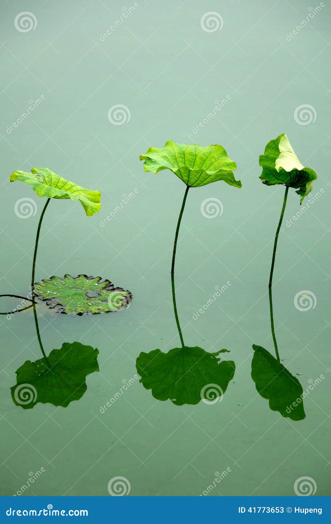 Lotus leaf stock image. Image of close, grain, abstract - 41773653