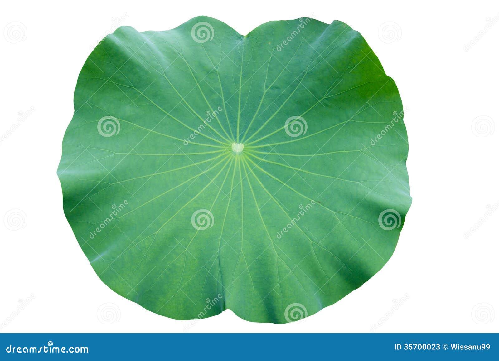 Lotus Leaf. Isolate White Background. Stock Image - Image of backdrop ...