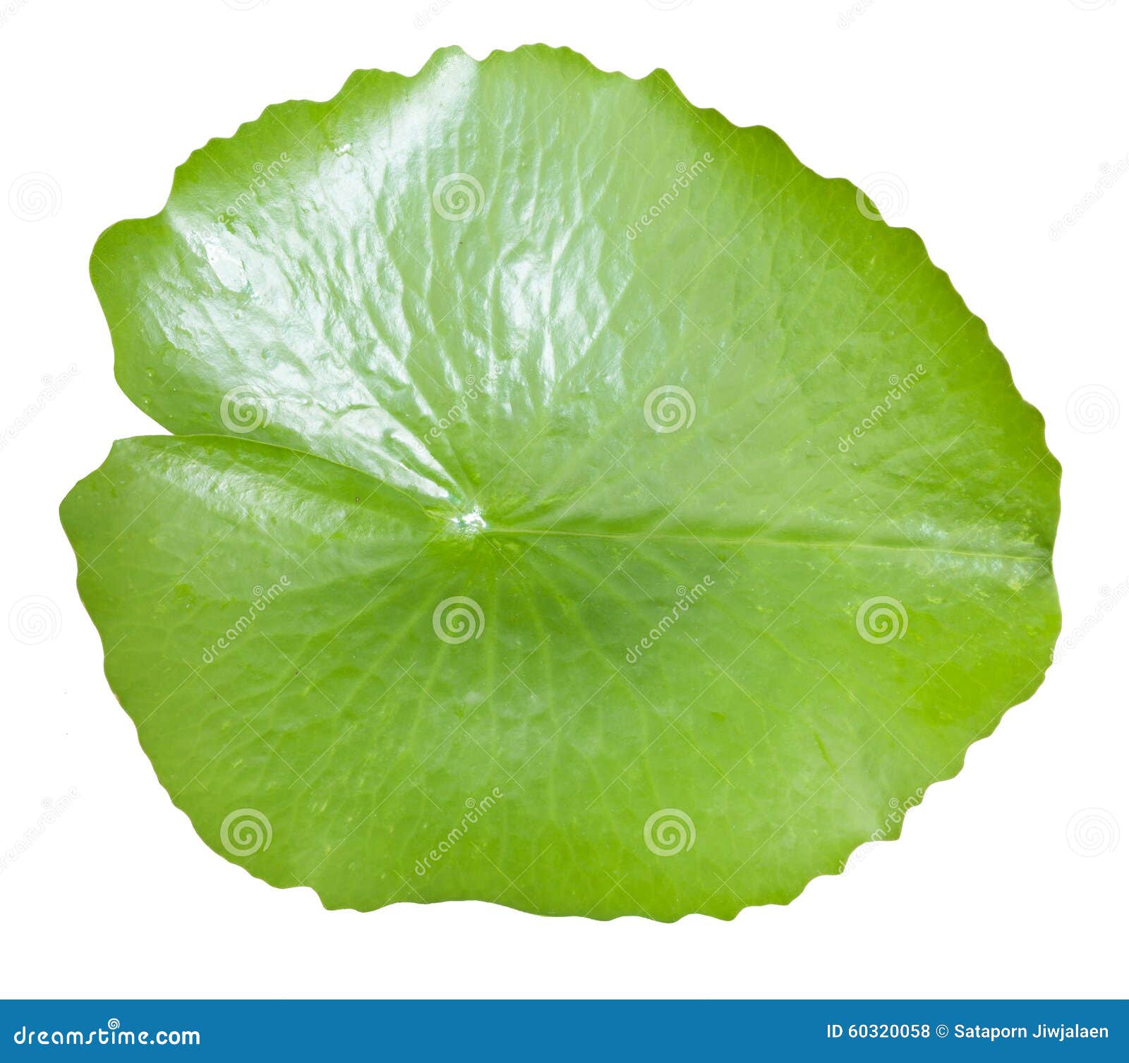 Lotus leaf isolate stock photo. Image of nature, colorful - 60320058