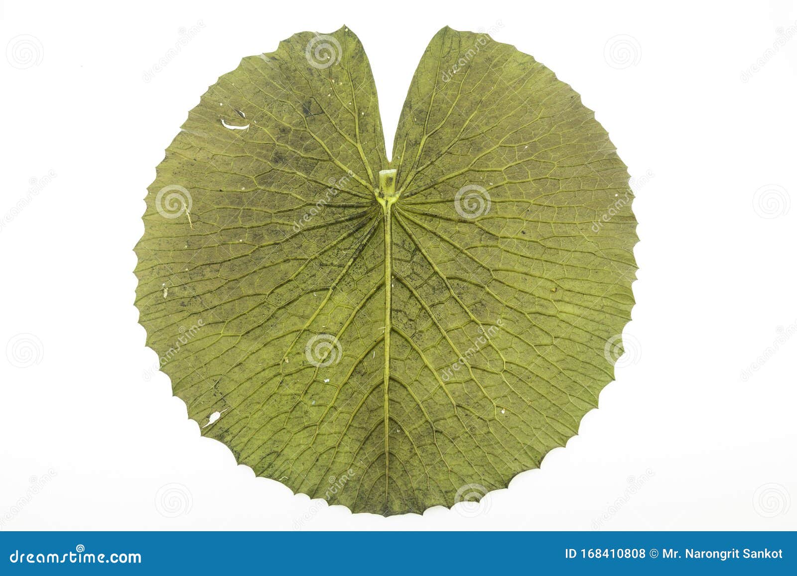 Lotus leaf stock photo. Image of growth, object, greenery - 168410808