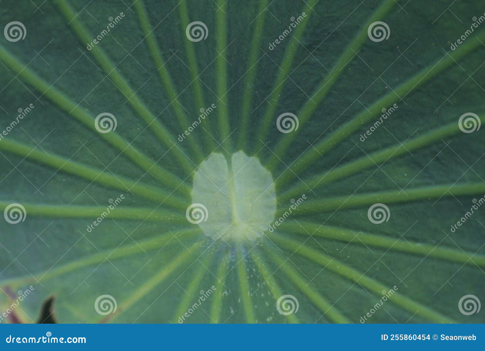 A Lotus Leaf with Nature Background, Nature Concept Stock Photo - Image ...