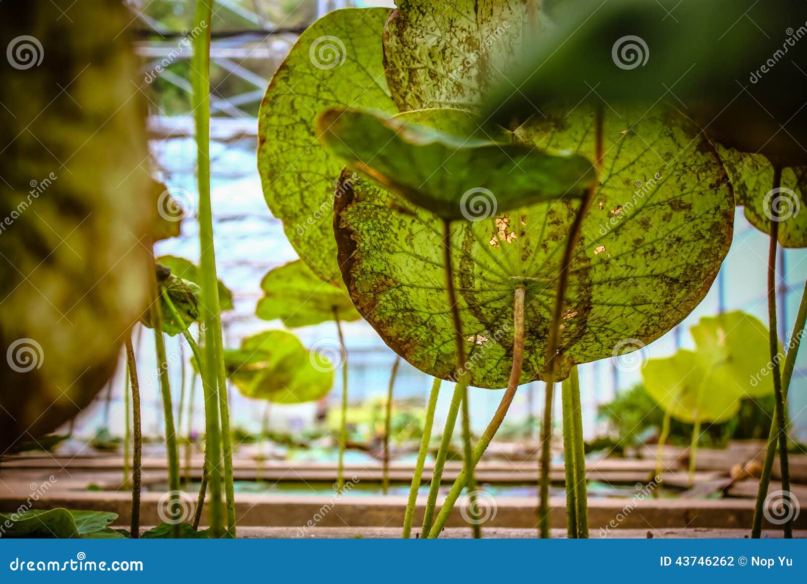 16,057 Lotus Leaf Pattern Stock Photos - Free & Royalty-Free Stock ...