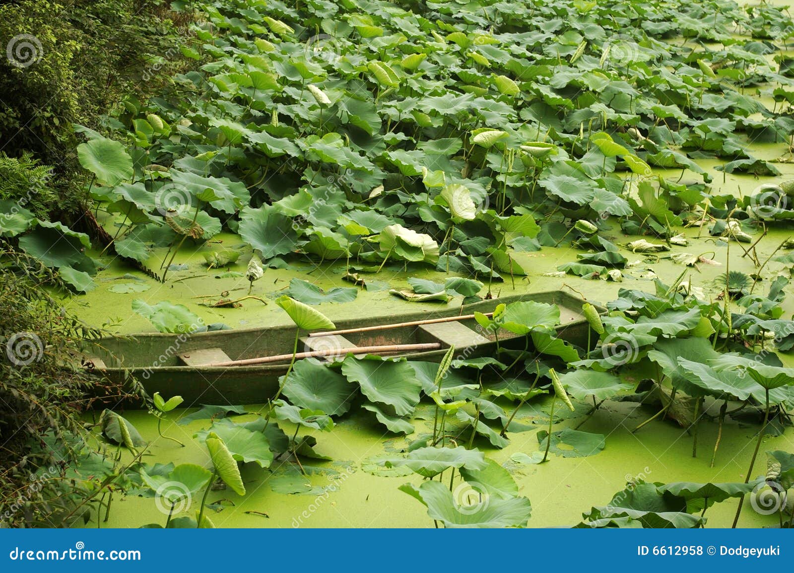Lotus leaf and ship stock photo. Image of frills, river - 6612958