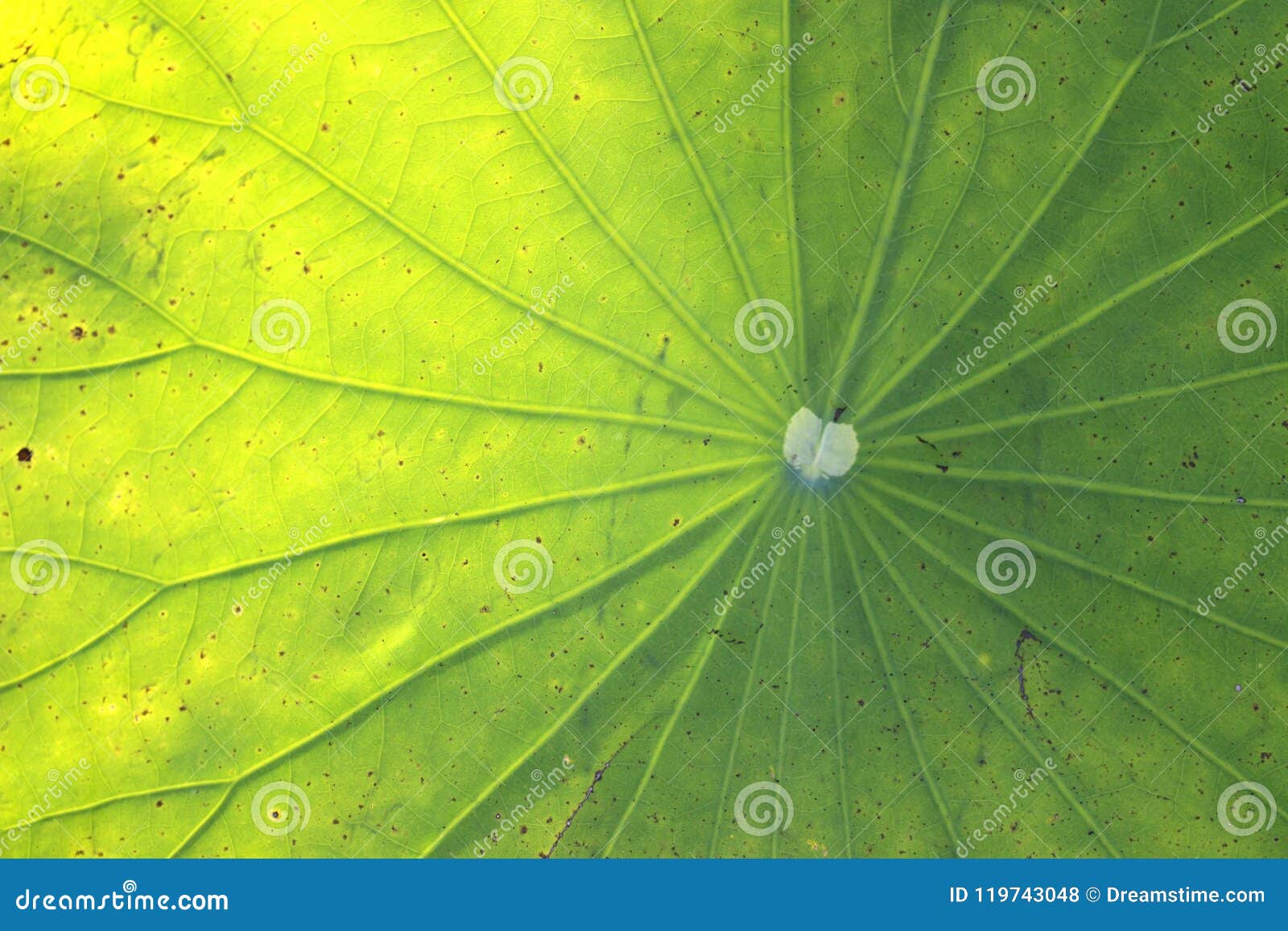Lotus leaf texture stock photo. Image of flora, abstract - 119743048