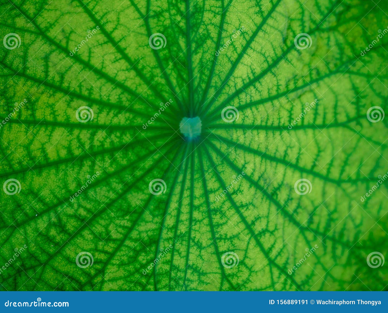 Lotus Leaf Texture, Surface and Pattern Stock Image - Image of design ...