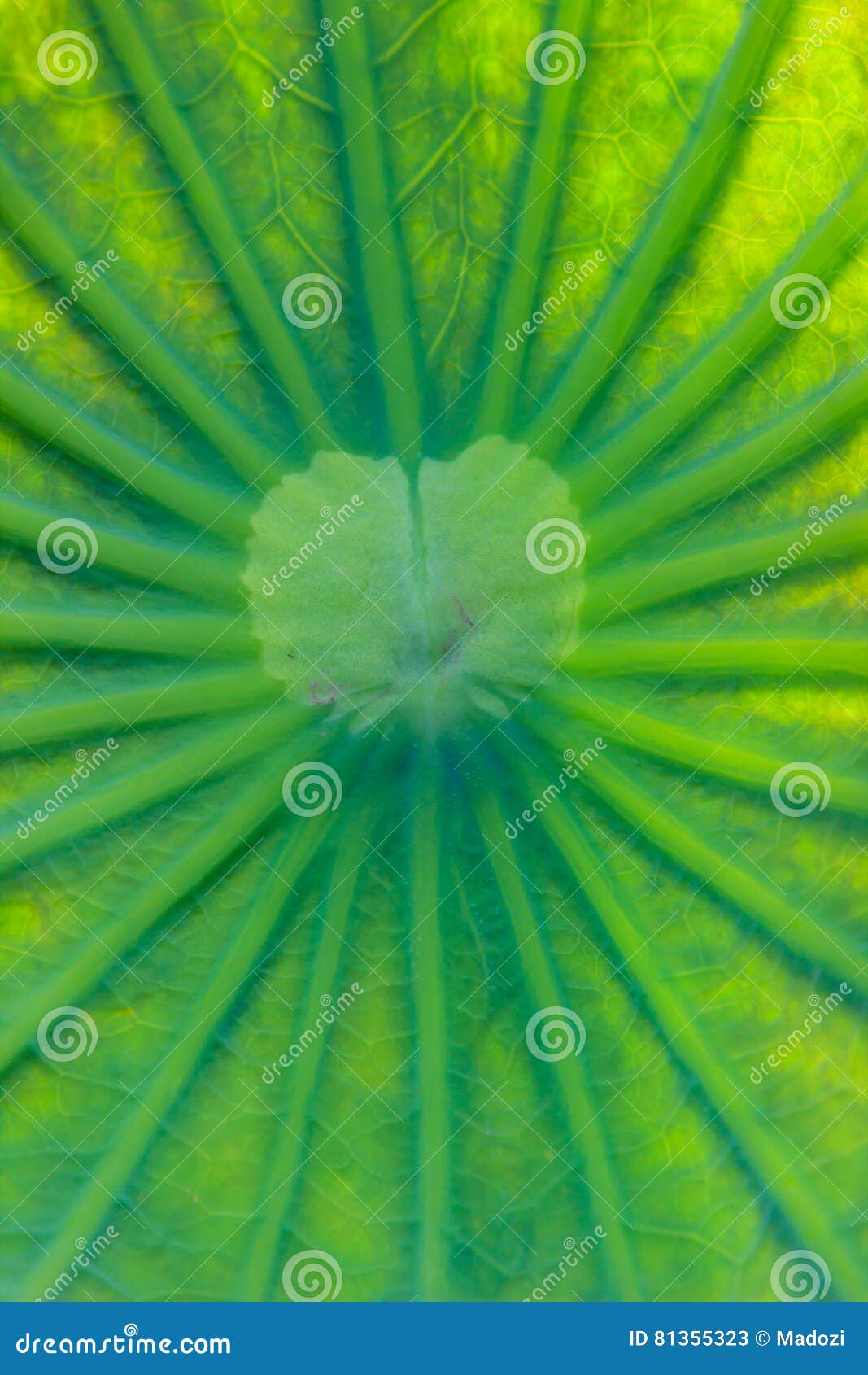 Lotus leaf textures stock image. Image of abstract, environment - 81355323