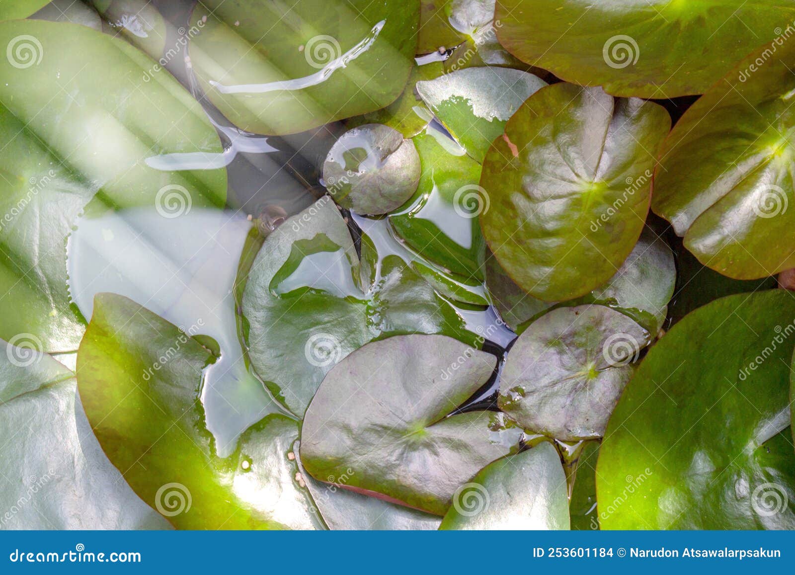 Lotus leaf top view plant stock photo. Image of bloom - 253601184