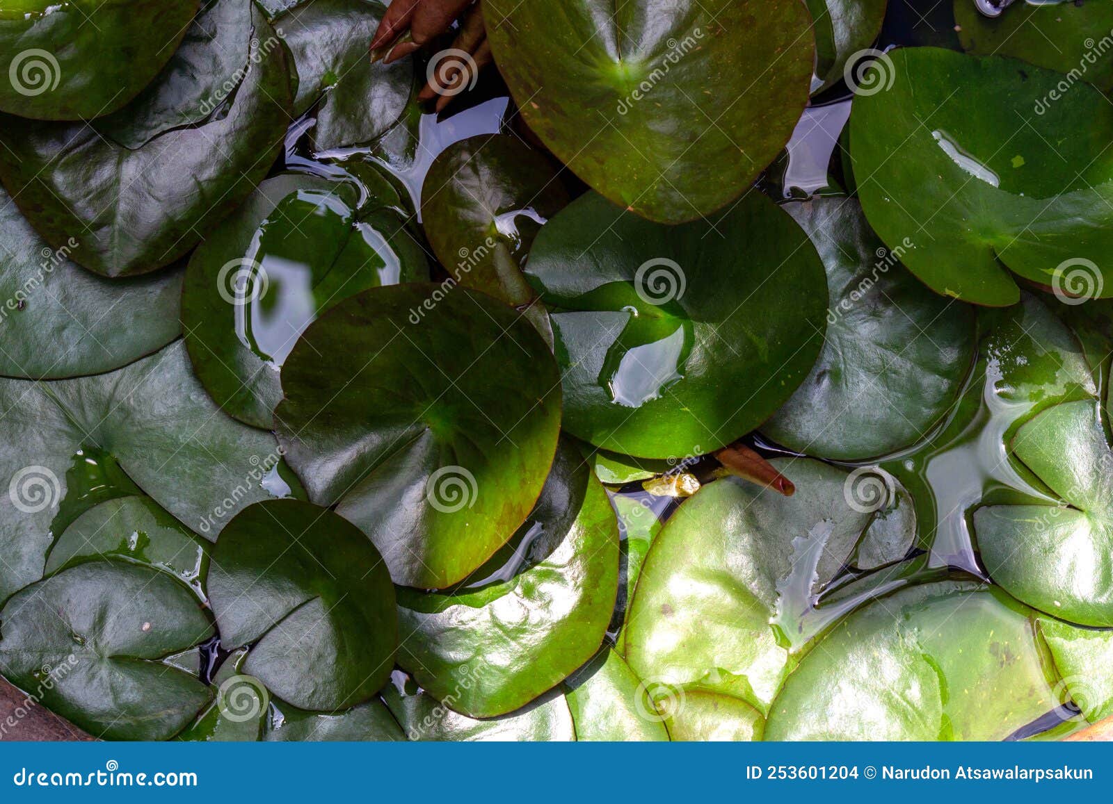 Lotus leaf top view plant stock photo. Image of angle - 253601204