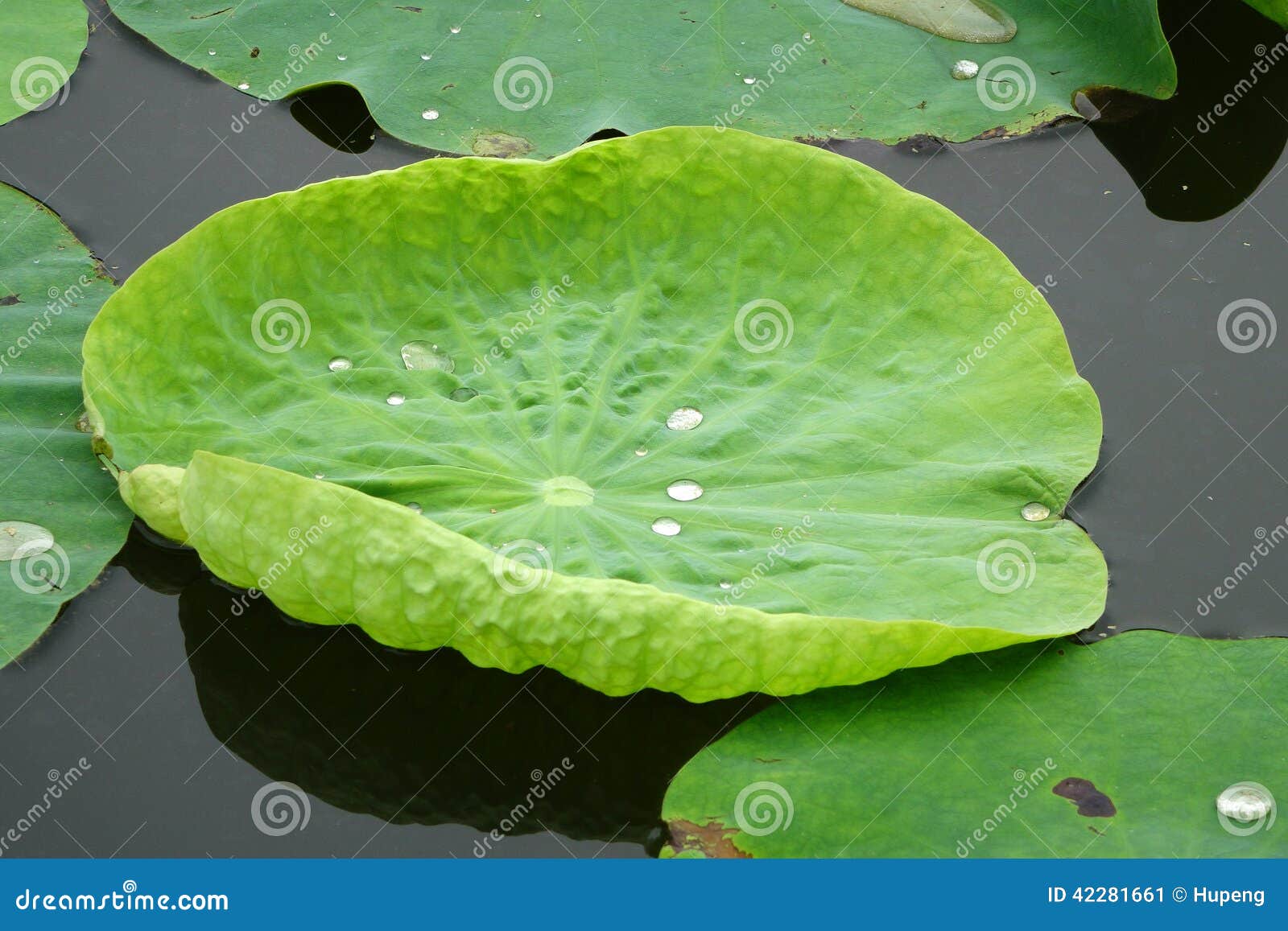 Lotus leaf stock image. Image of concepts, clean, graphic - 42281661