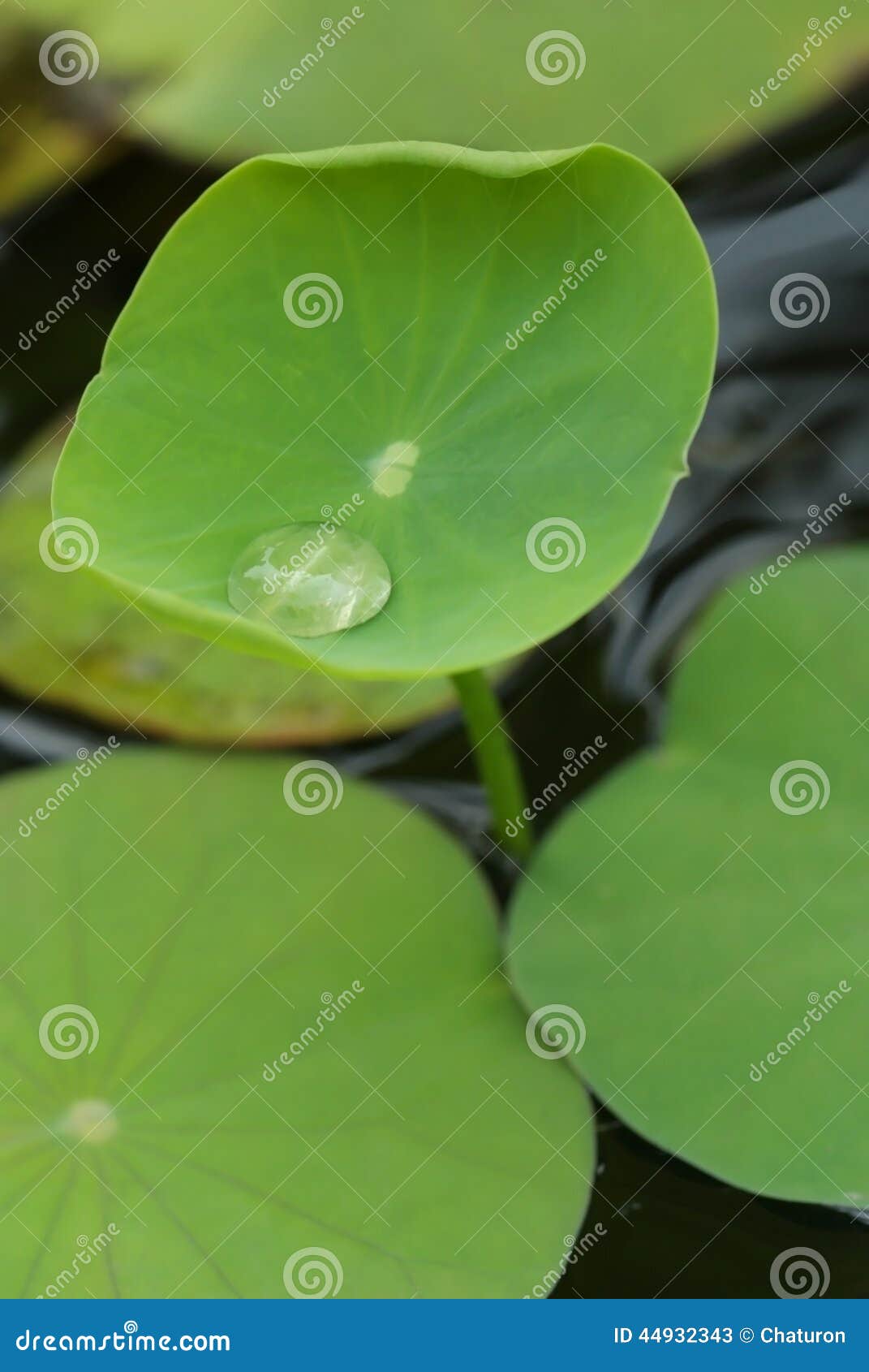 Lotus leaf stock image. Image of biology, botanical, botany - 44932343