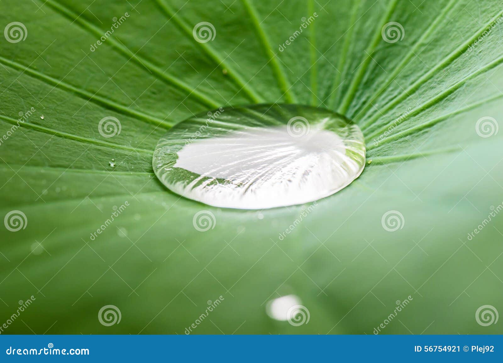 Lotus leaf with water drop stock image. Image of daylight - 56754921