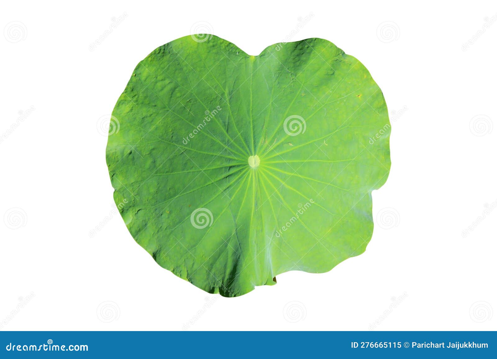 Lotus Leaf with Water Droplets Isolated on White Background with ...