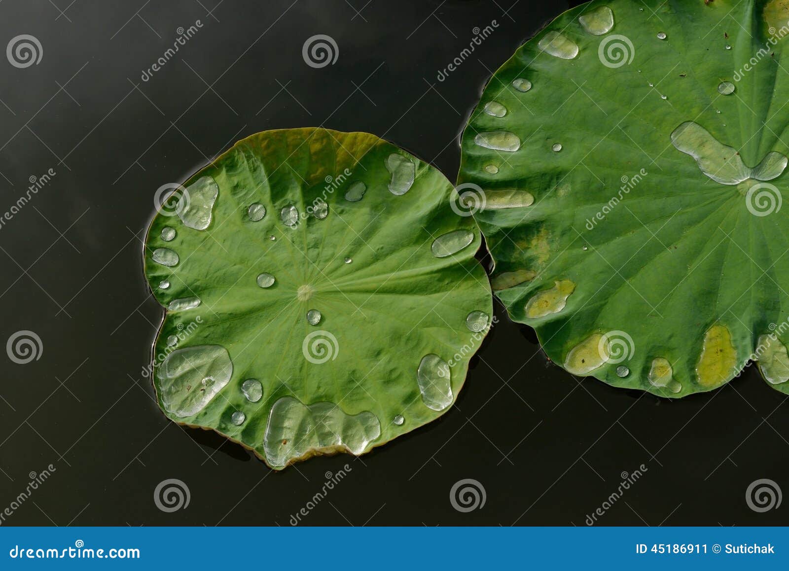 Lotus Leaf with Water Drops Stock Image - Image of leaf, environment ...