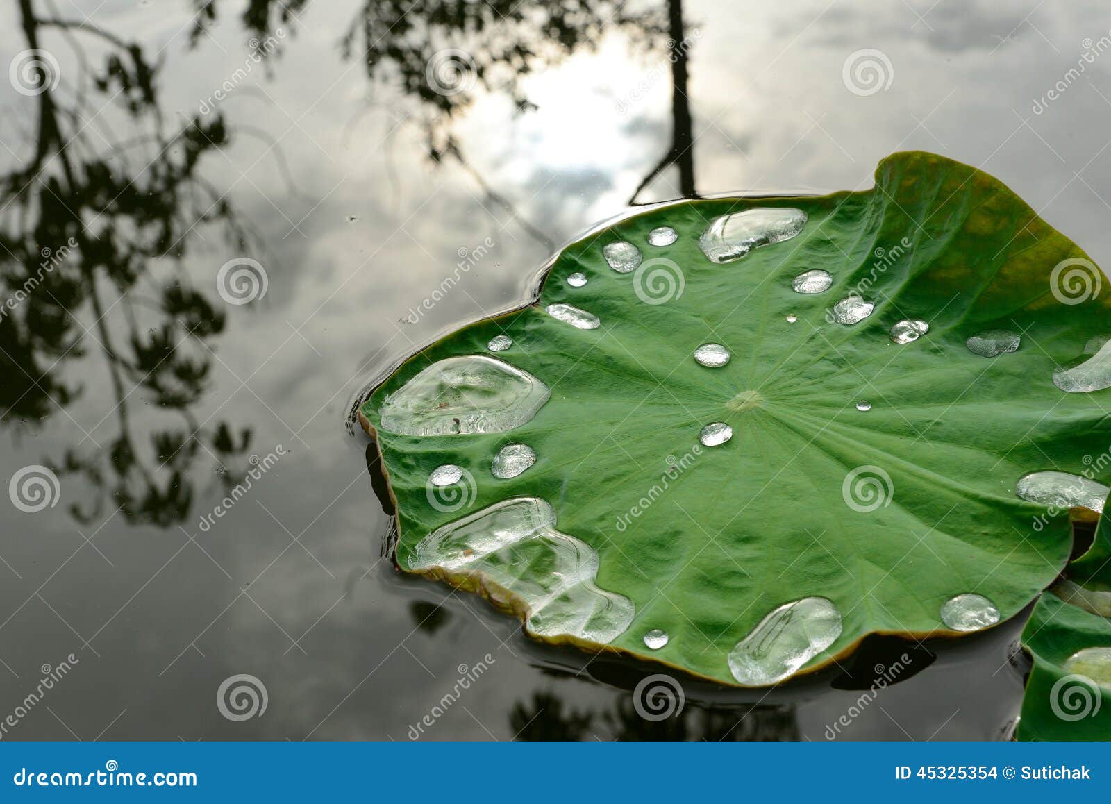 Lotus Leaf with Water Drops Stock Photo - Image of green, reflection ...