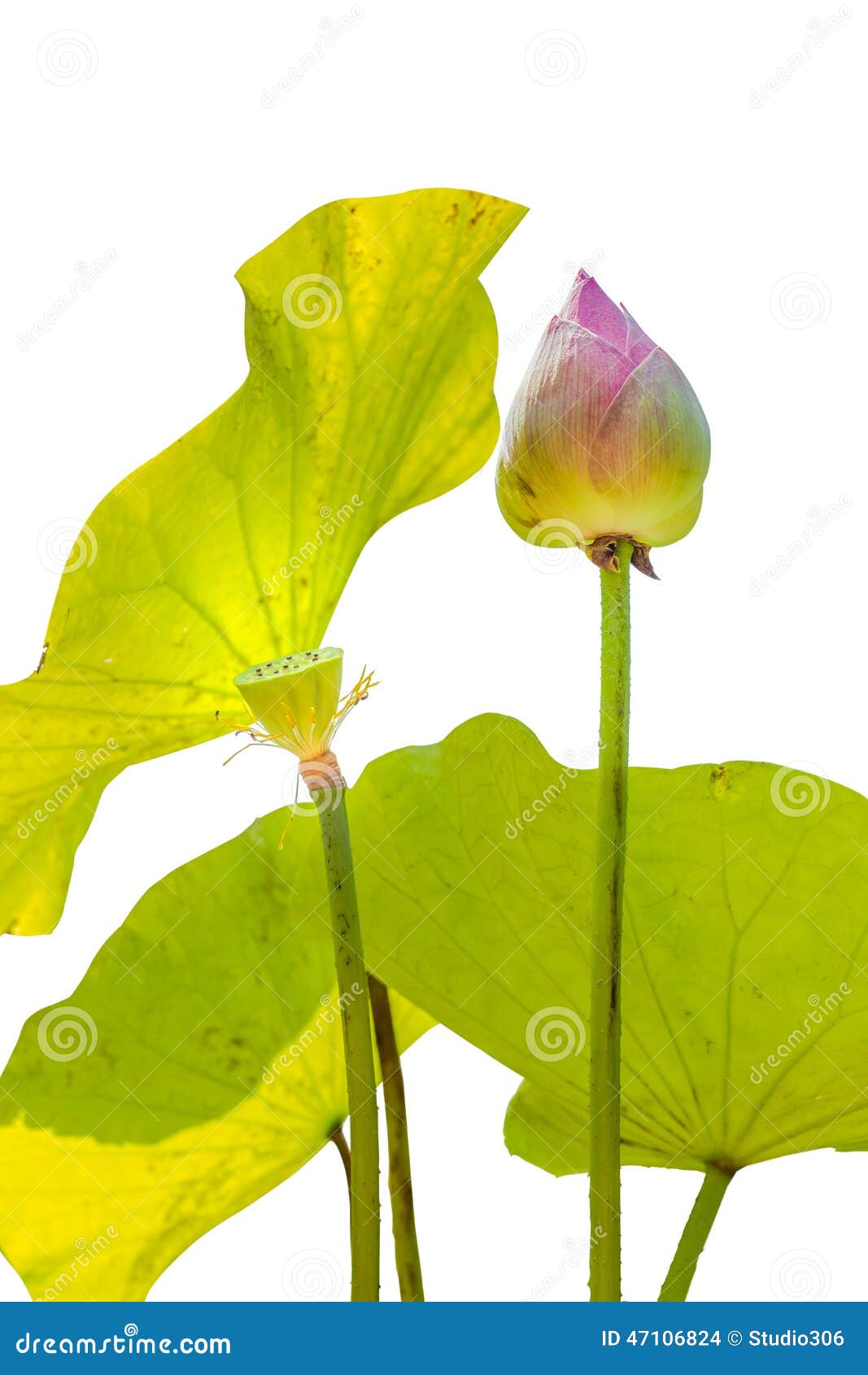 Lotus stock photo. Image of lotus, peace, summer, stalk - 47106824