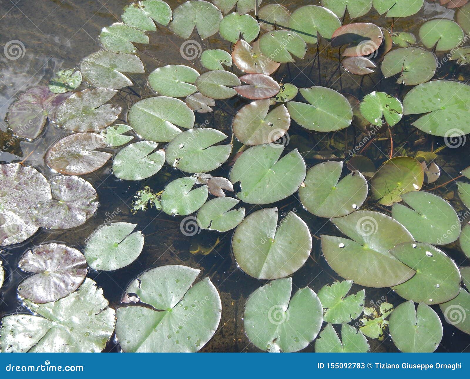 Lotus leafs in the lagoon stock image. Image of floating - 155092783