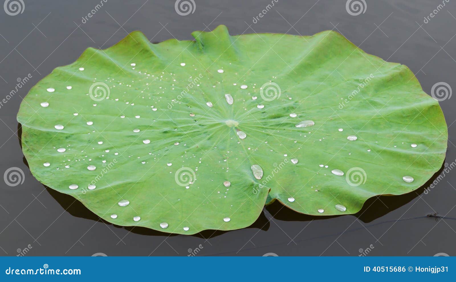 Lotus leafs stock photo. Image of green, drops, botanical - 40515686