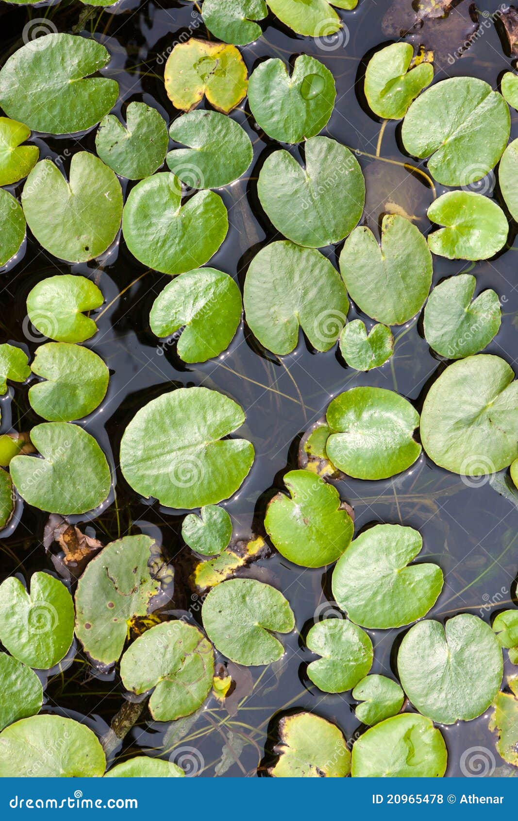 Lotus leave stock photo. Image of lily, botany, leaf - 20965478