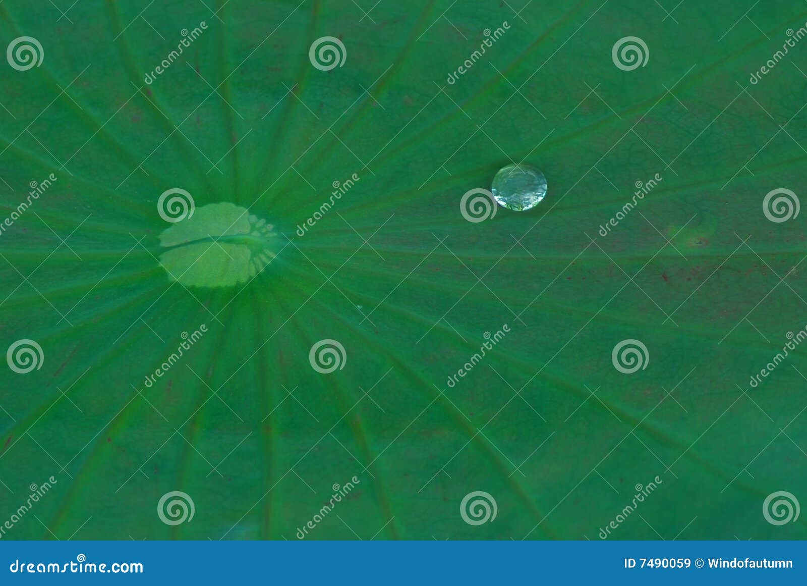 Lotus leave stock image. Image of beautiful, purity, lotus - 7490059