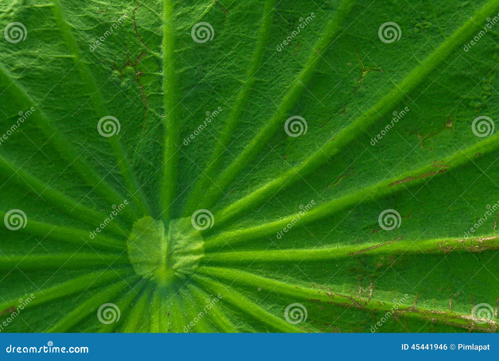 Levae Texture Stock Photos - Free & Royalty-Free Stock Photos from ...