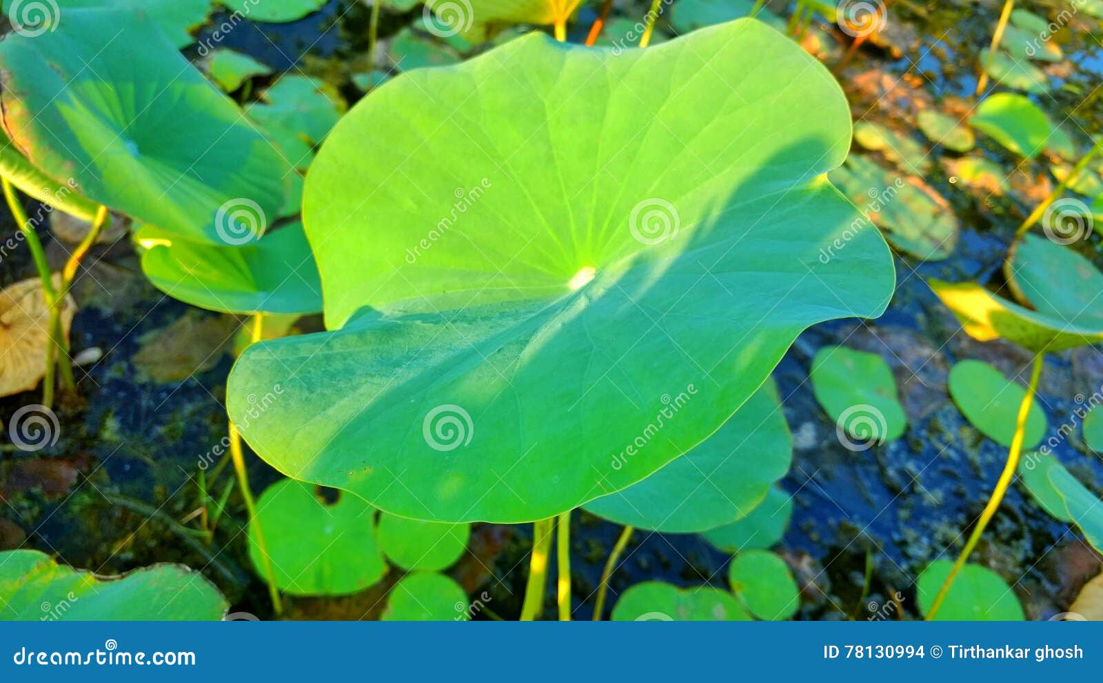 Lotus leave stock photo. Image of green, tree, lotus - 78130994