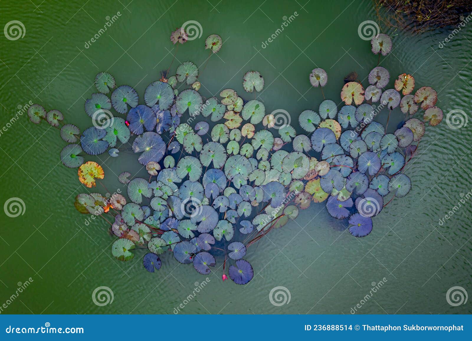 Lotus on the Pond Aerial View Stock Photo - Image of pond, beautiful ...