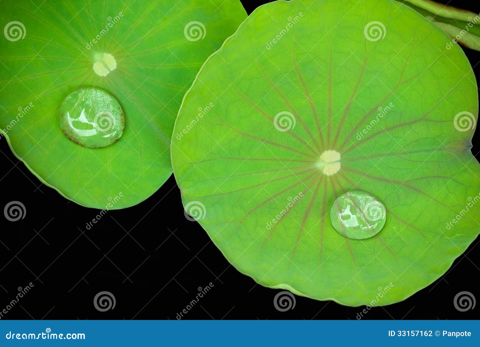 Lotus leave stock photo. Image of outdoor, green, abstract - 33157162