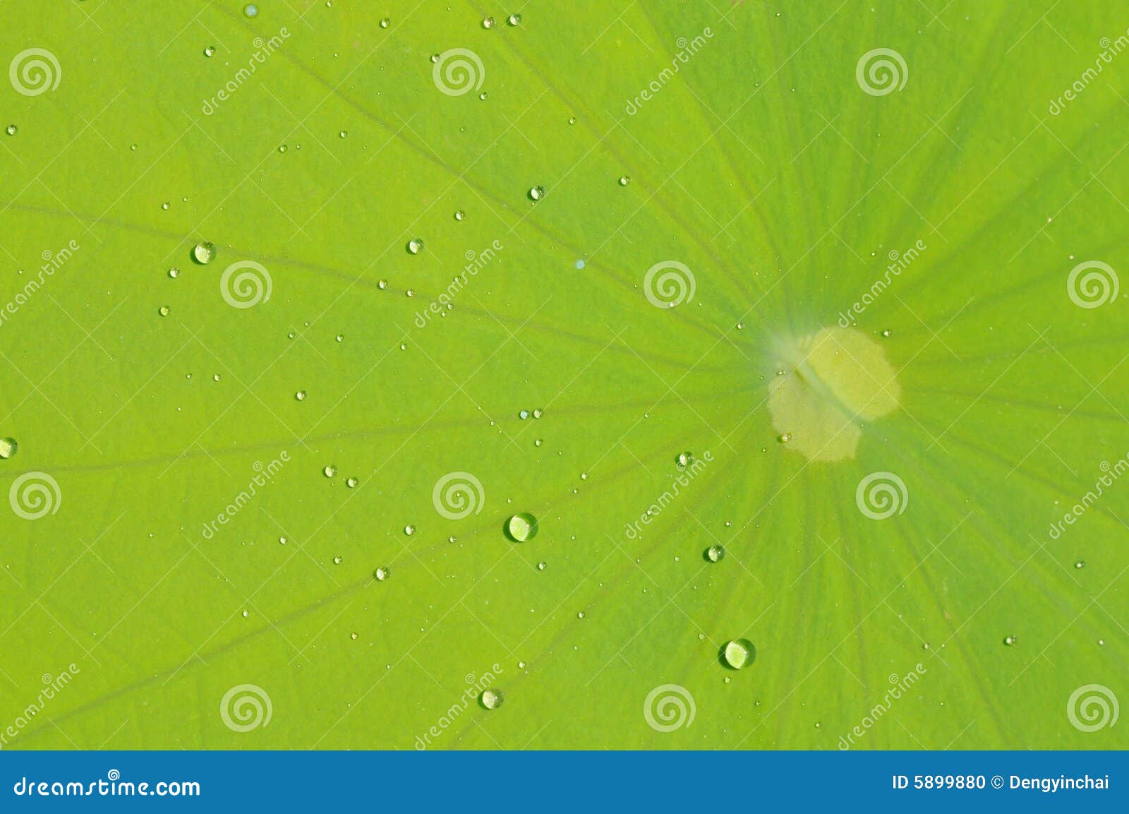 The Lotus Leave with Water Drop Stock Photo - Image of lotus, green ...