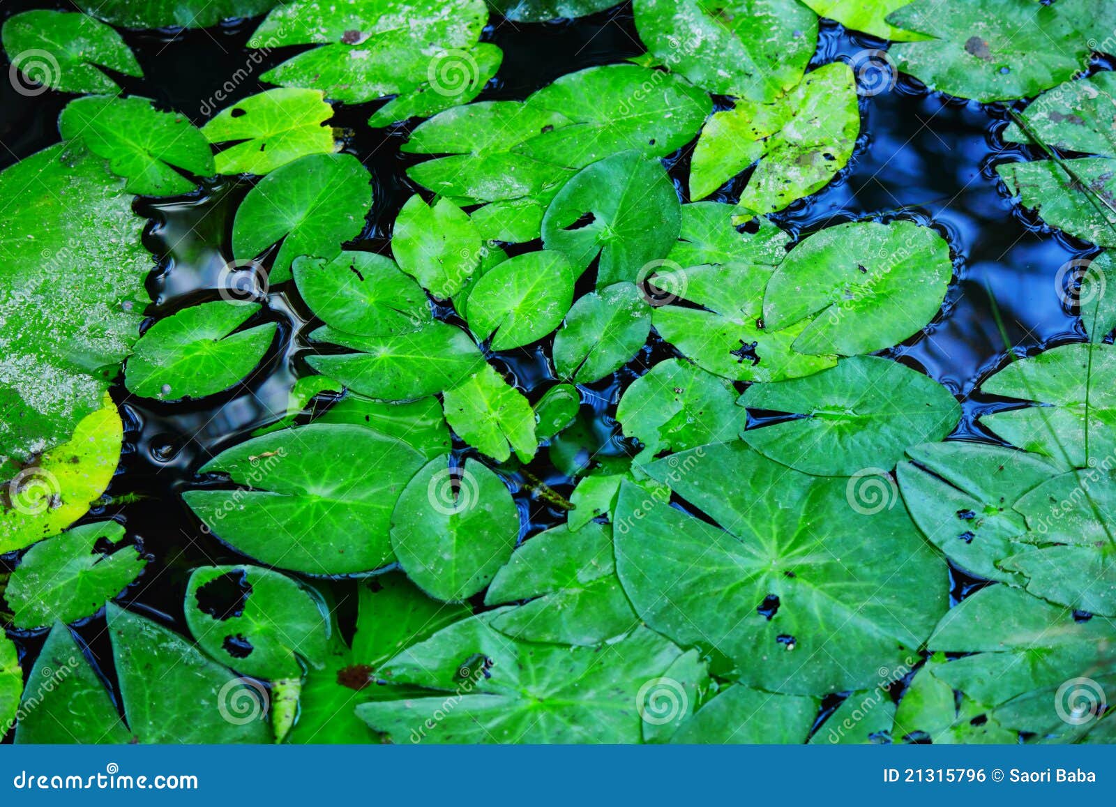 Lotus leaves stock photo. Image of angle, garden, leaves - 21315796