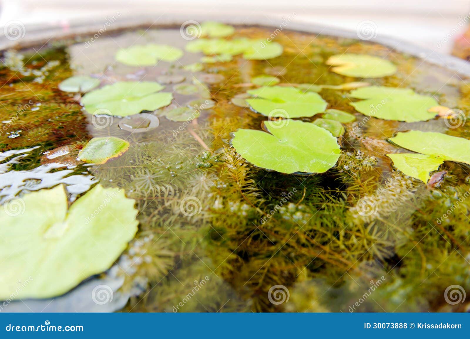 Lotus leaves and algae stock photo. Image of petals, lotus - 30073888