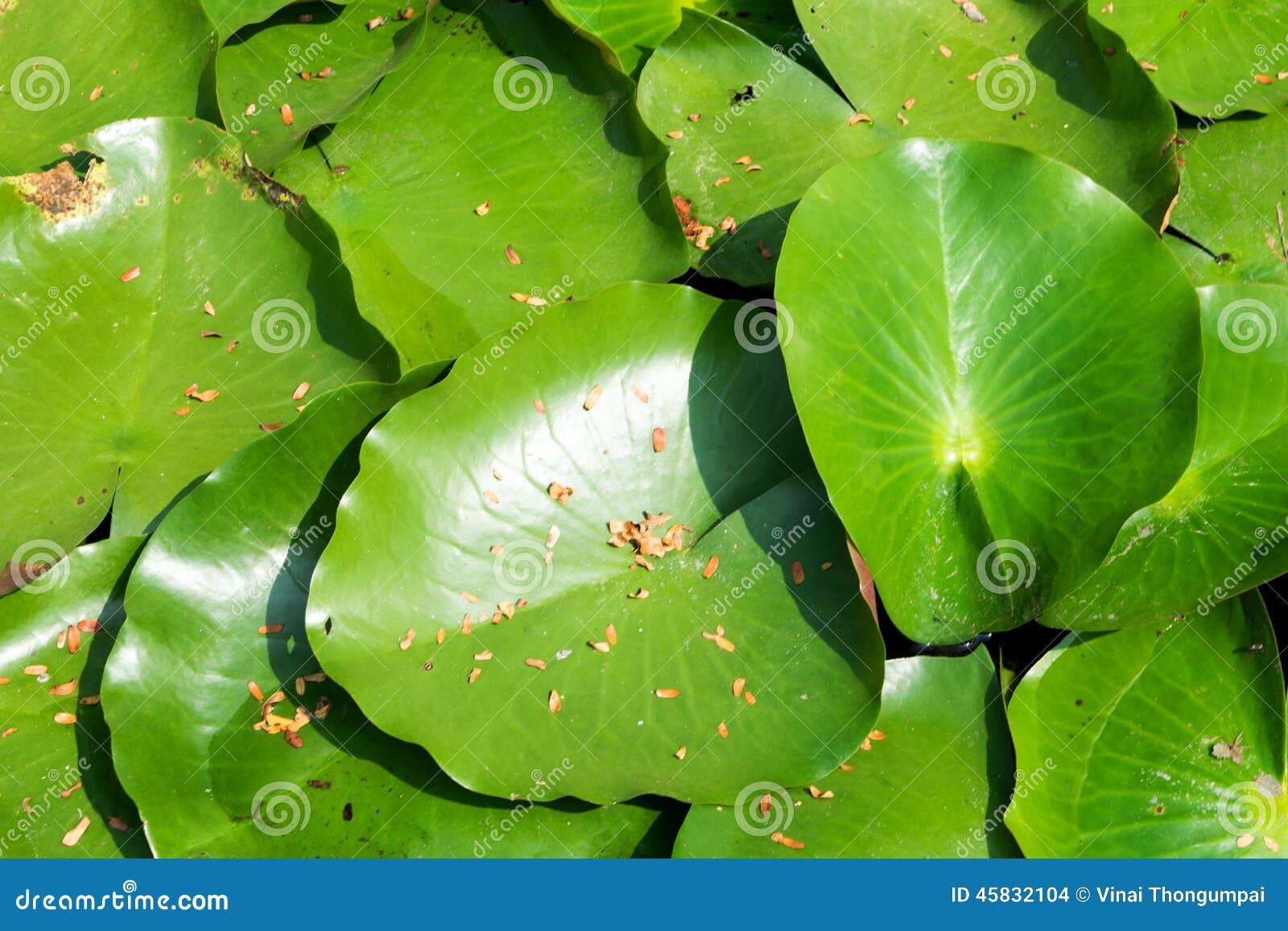 Lotus Leaves background stock photo. Image of natural - 45832104
