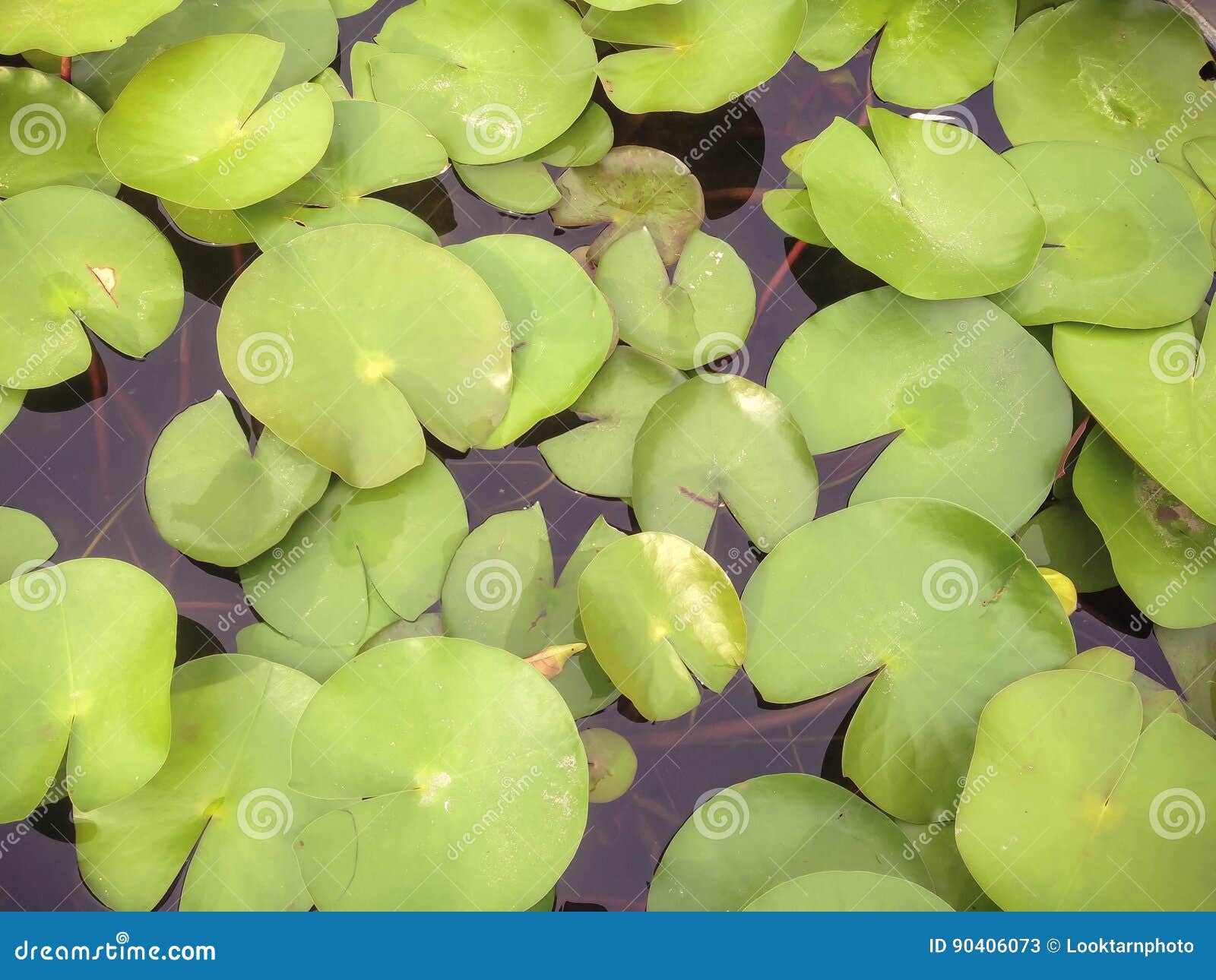 Lotus leaves stock image. Image of botany, floral, breeze - 90406073