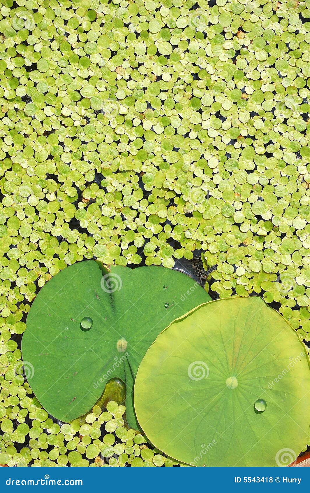 Lotus Leaves and Duck-weeds Stock Photo - Image of leaves, duck: 5543418