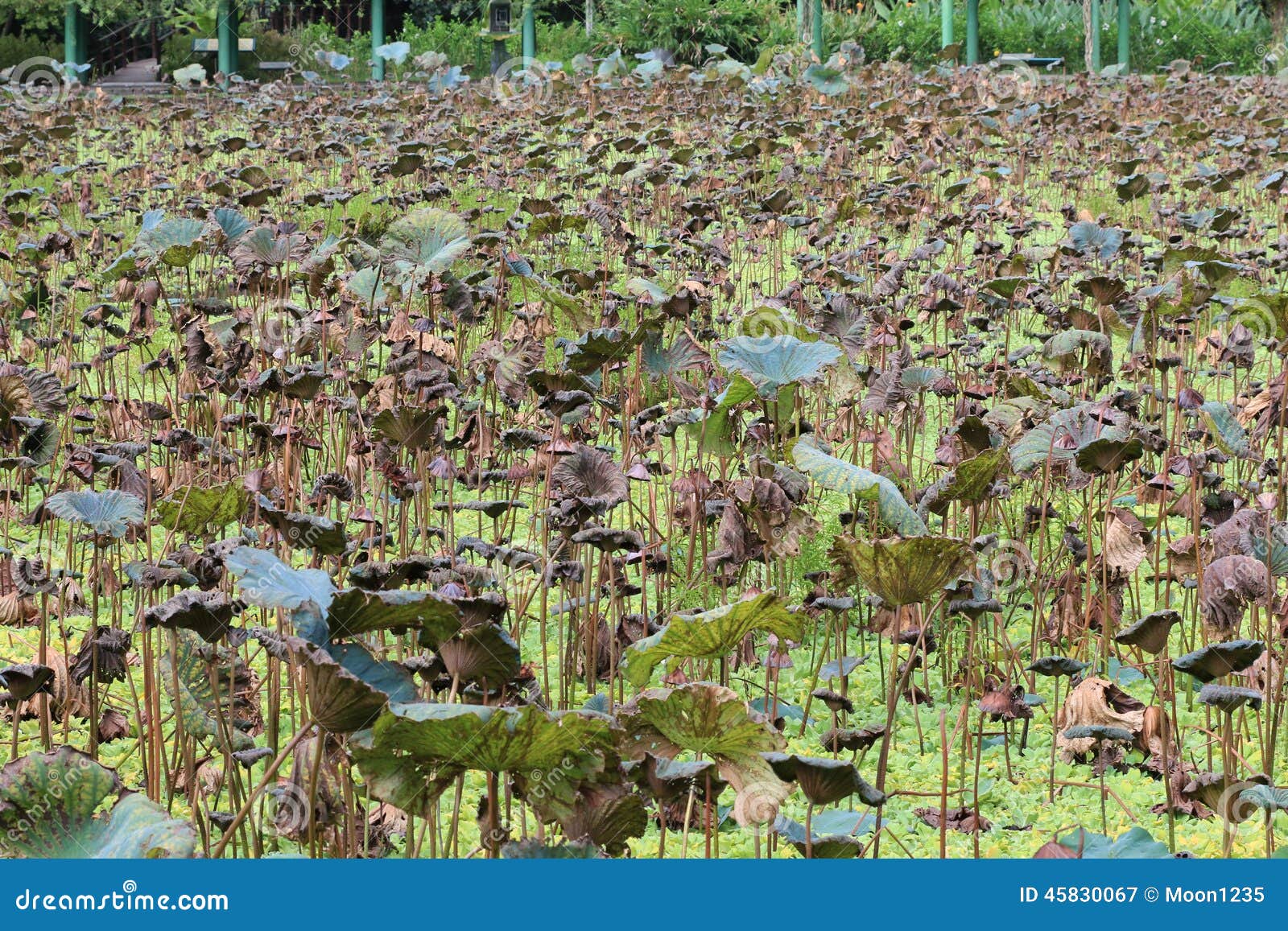 Lotus Leaves in the Fall Wilting Stock Image - Image of botanic ...