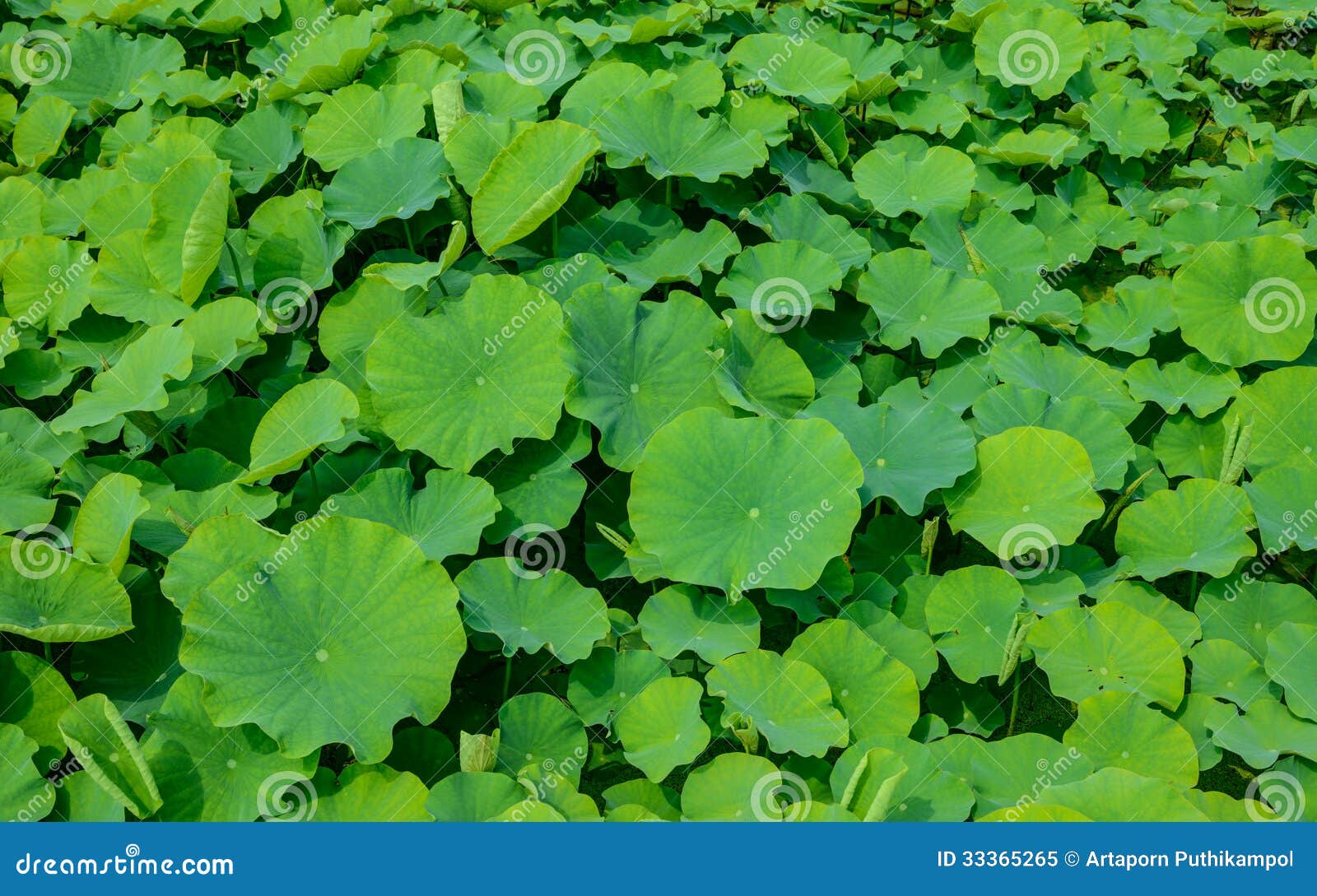 Lotus leaves stock image. Image of grape, closeup, green - 33365265
