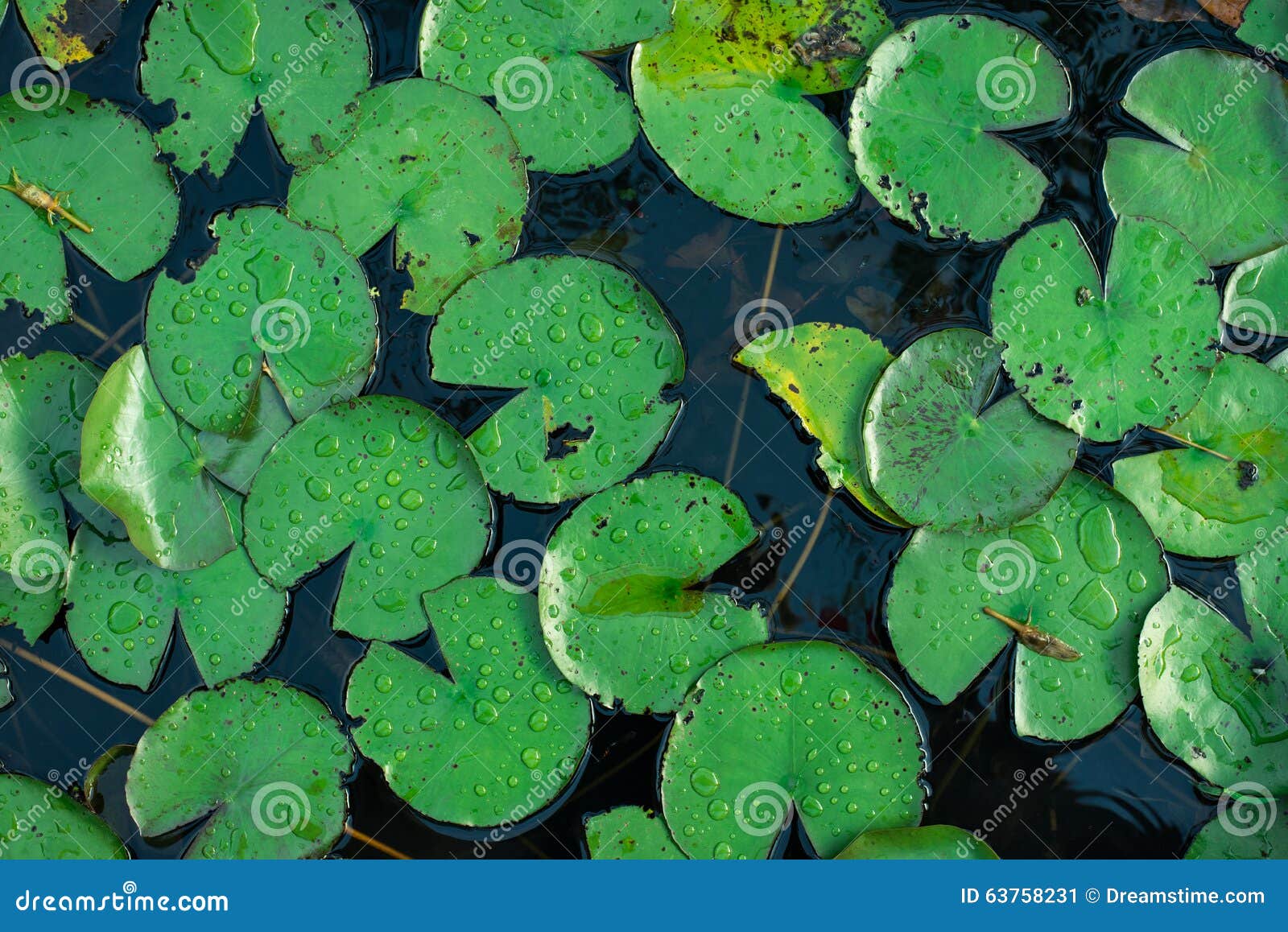 Lotus leaves in swamp stock image. Image of pearl, outdoor - 63758231