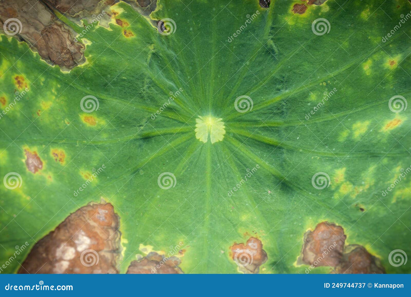 Lotus Leaves Texture and Background Stock Image - Image of plant ...