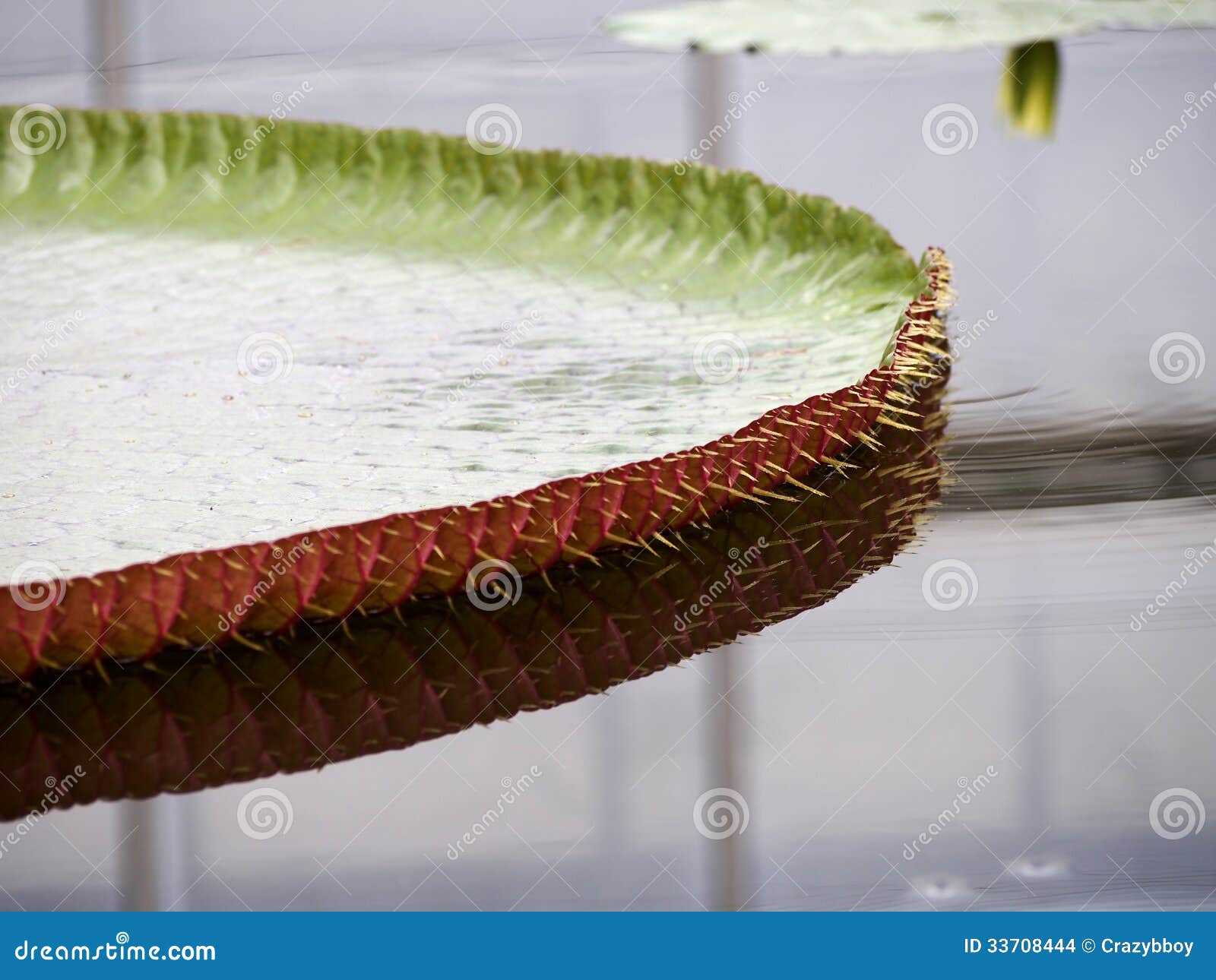 Lotus leaves with thorn stock photo. Image of leaf, leaves - 33708444