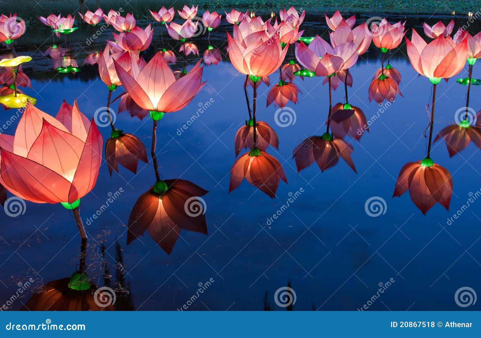 Lotus light in pond stock photo. Image of evening, lantern - 20867518