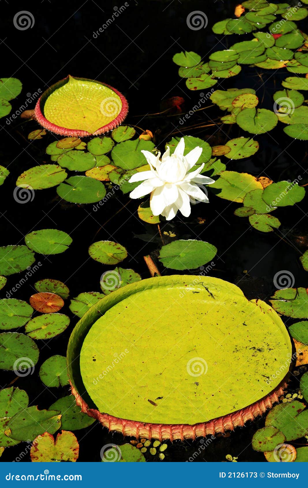 Lotus among lilly pads stock image. Image of pads, surface - 2126173