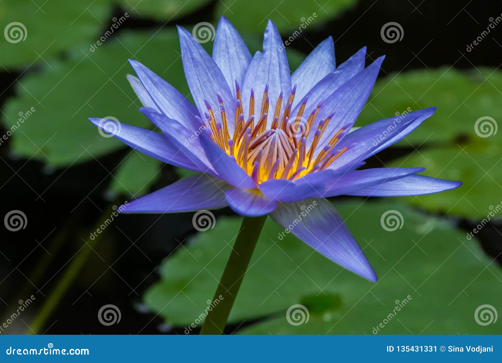 Lotus Purple Lily Flower Standing Out Stock Image - Image of park ...
