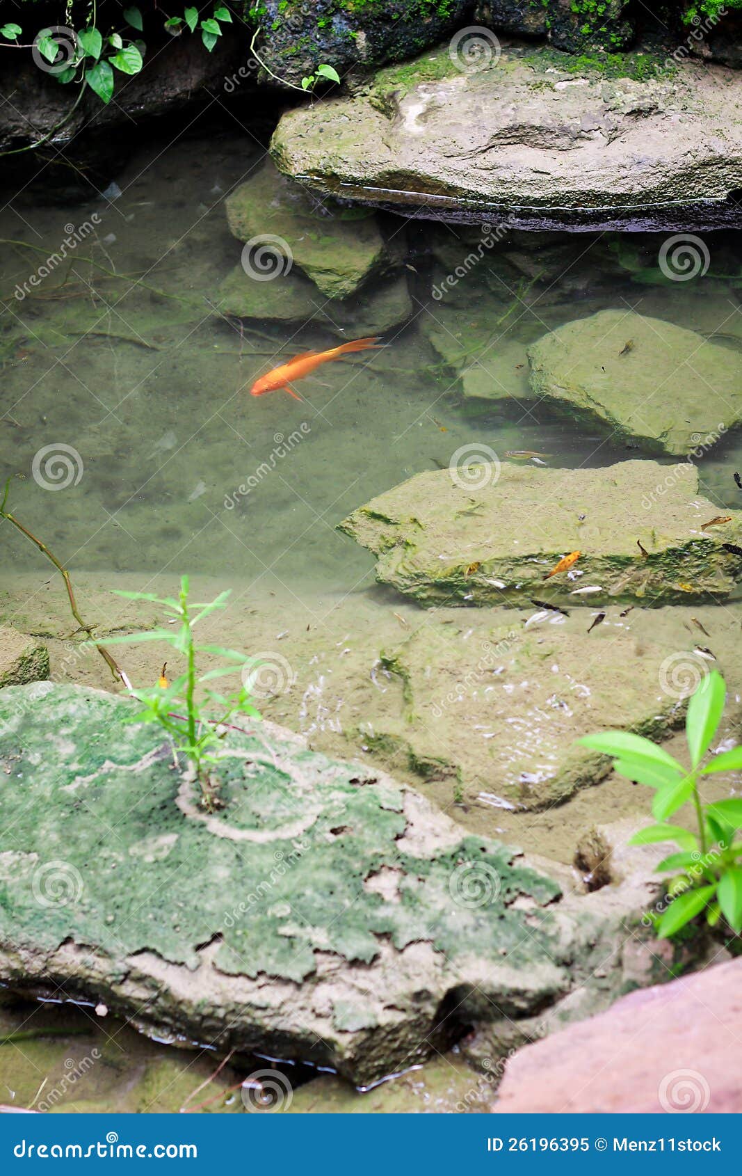 Lotus and little gold fish stock image. Image of pool - 26196395