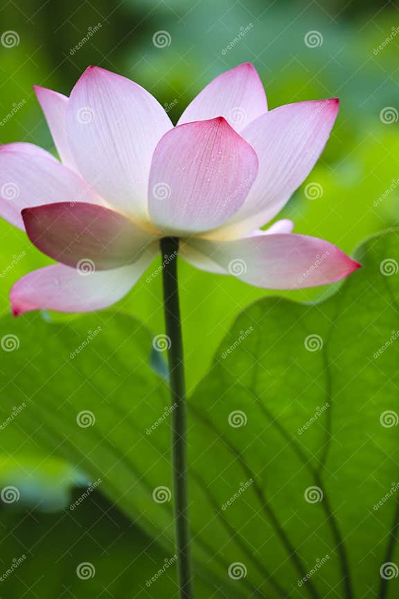 Lotus with long stalk stock image. Image of leaf, fresh - 30204209