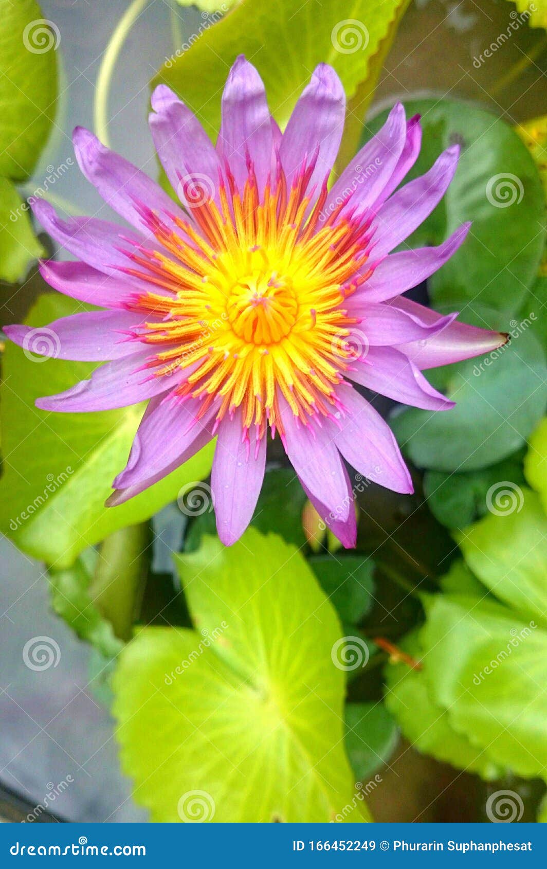 Lotus stock image. Image of lotus, leave, flower, color - 166452249