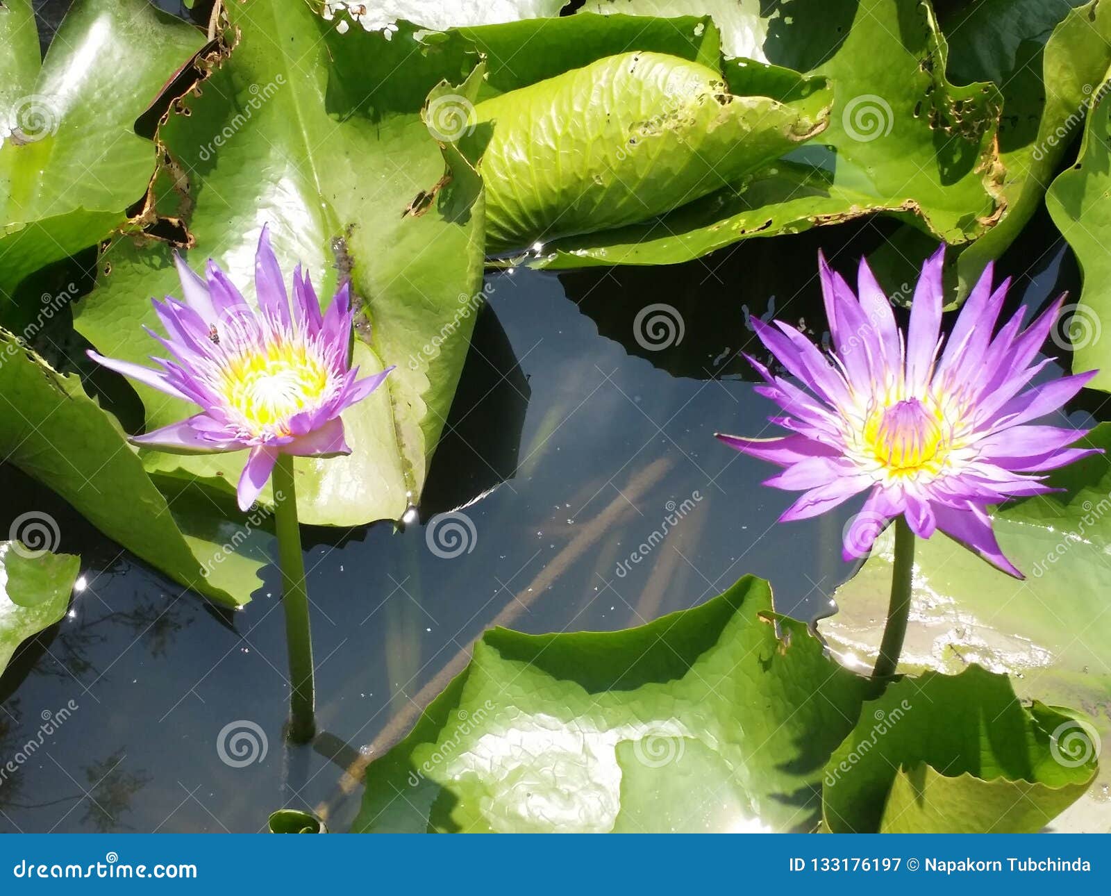 The Lotus stock image. Image of lotus, river, puddle - 133176197