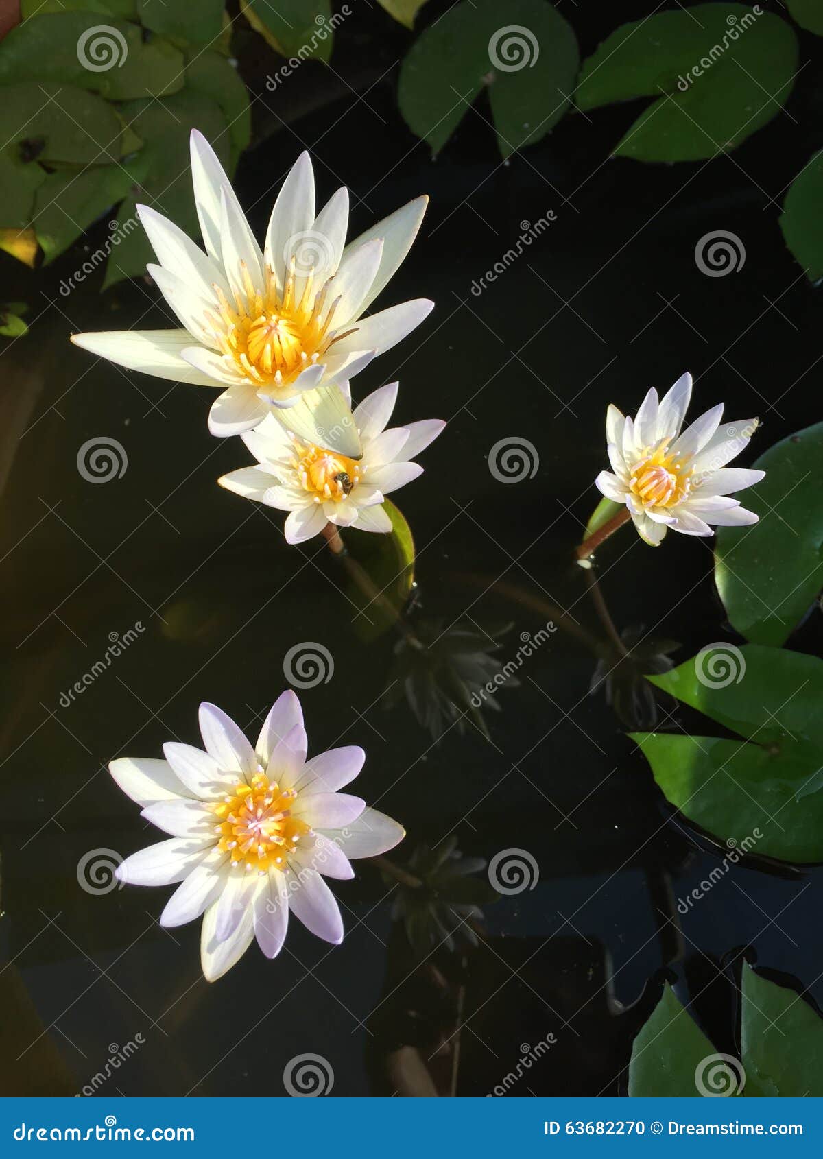 Lotus stock photo. Image of loud, beautiful, white, like - 63682270