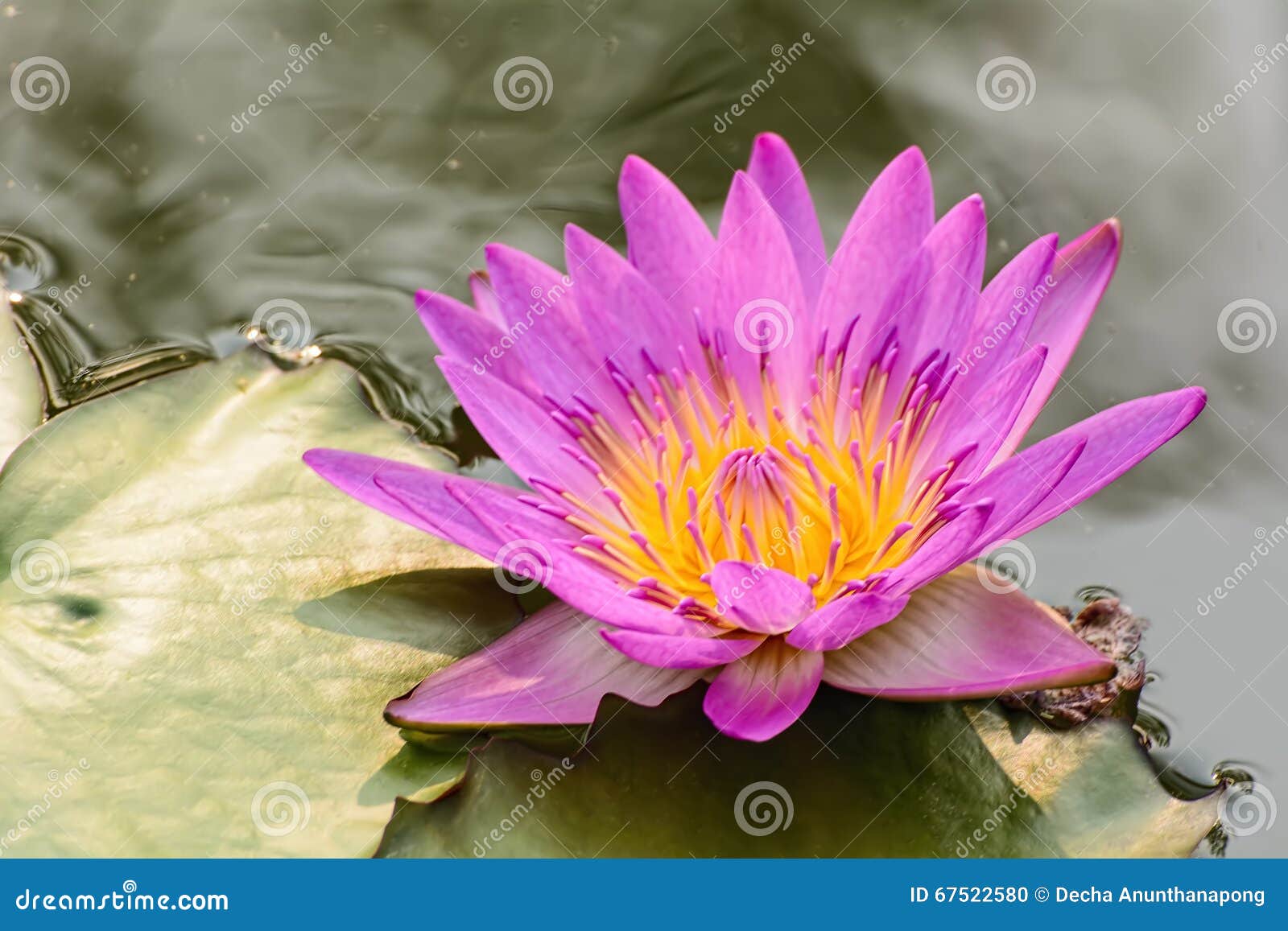 Lotus stock photo. Image of garden, nature, symbol, bloom - 67522580