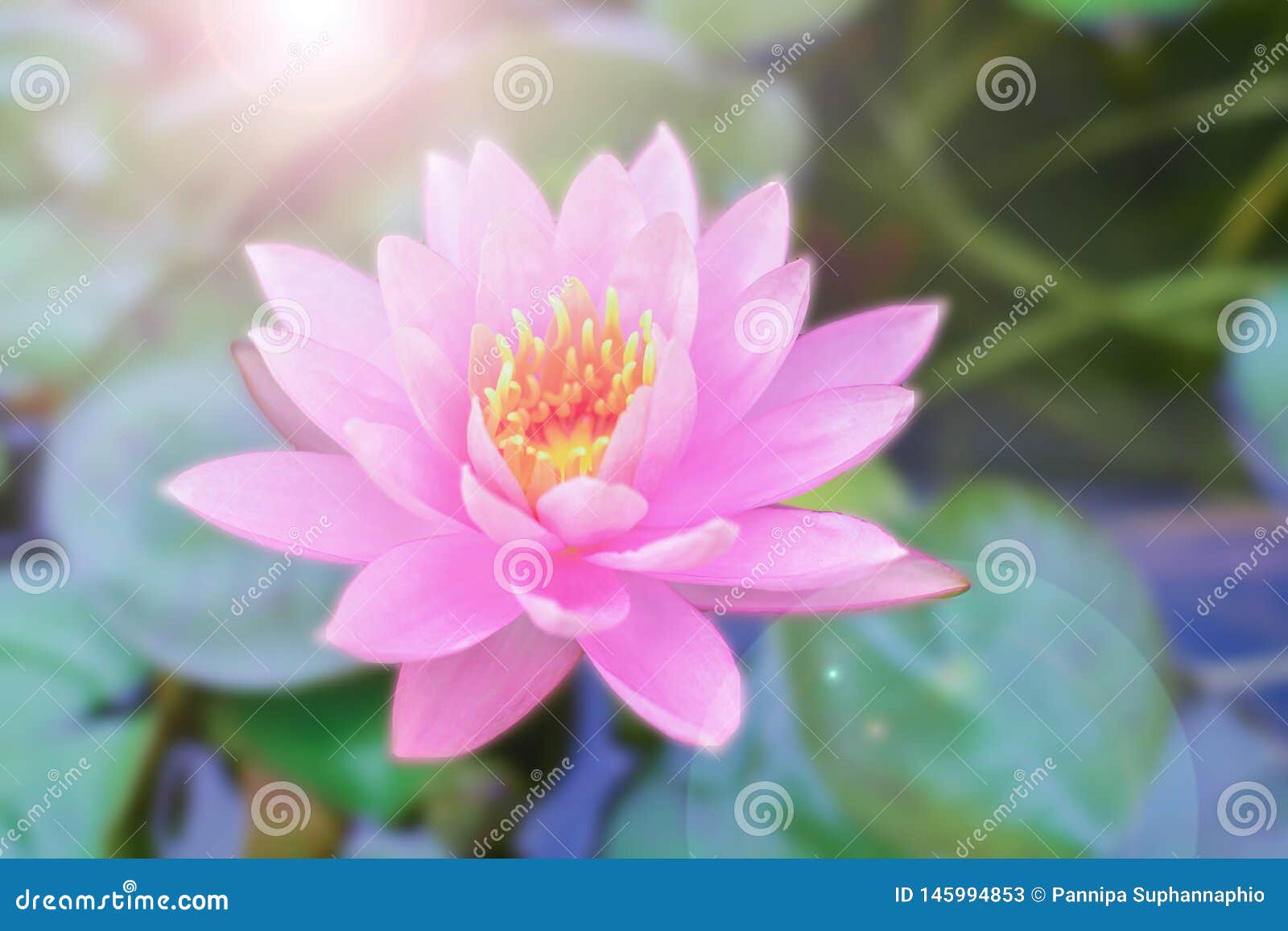 Lotus and morning light stock image. Image of leaf, nature - 145994853