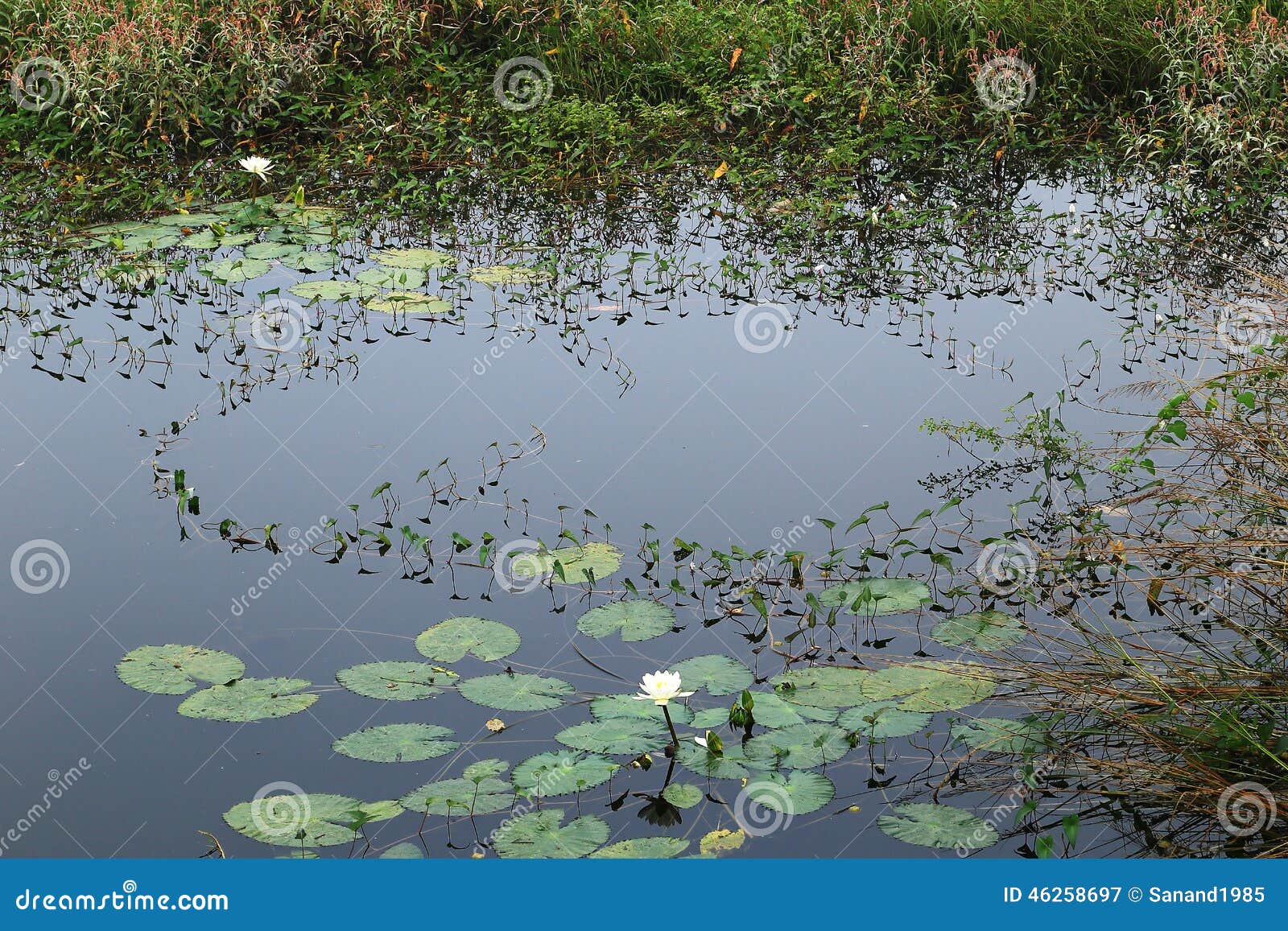 Lotus stock image. Image of concept, gardening, growth - 46258697
